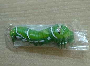 Amazon.co.jp: Biological Encyclopedia Kids Series Real Caterpillar ...