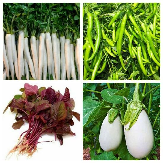 SimXotic Seeds Combo of Radish White, Chilly Green, Amaranthus Red ...