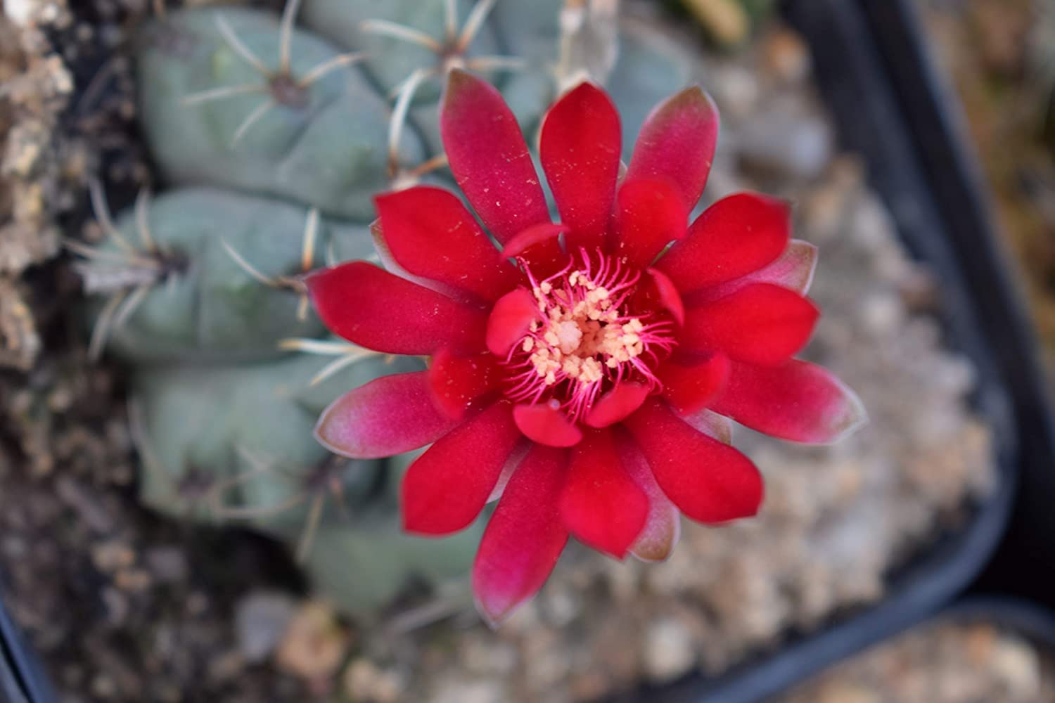 Pegasus Flora Cactus Plant Gymnocalycium Baldianum Live Cactus Plant ...