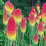 Red Hot Poker Plant Guide: How to Grow & Care for “Kniphofia”