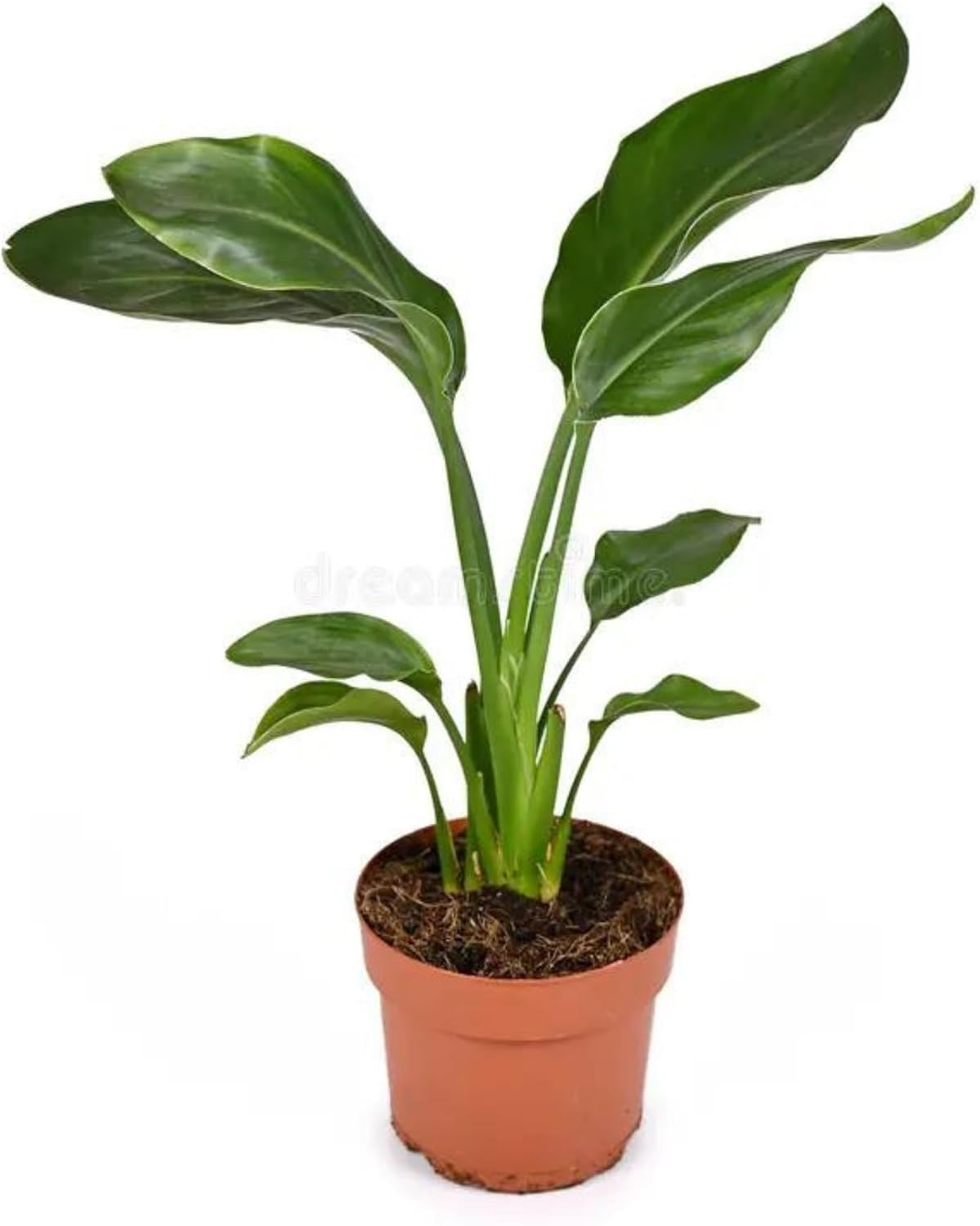 Amazon.com : Generic Live Bird of Paradise Plant (Strelitzia Reginae ...