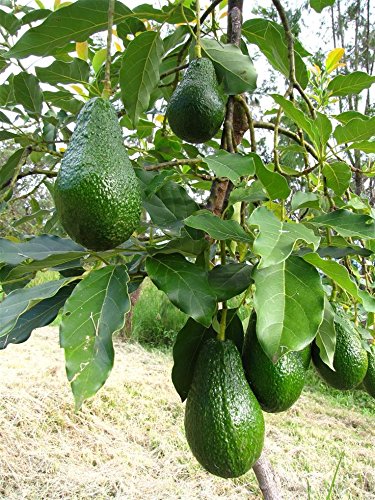 Avocado Hass Gallon Fruit Tree Carmen Hass Avocado Tree Grafted Live ...