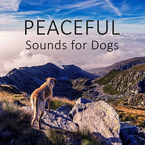 Peaceful Sounds for Dogs - Gentle Nature Sounds for Puppies & Cats ...