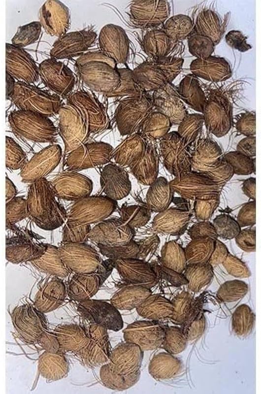 Oxygen Giving Plant seeds Pack of 24 : Amazon.in: Garden & Outdoors