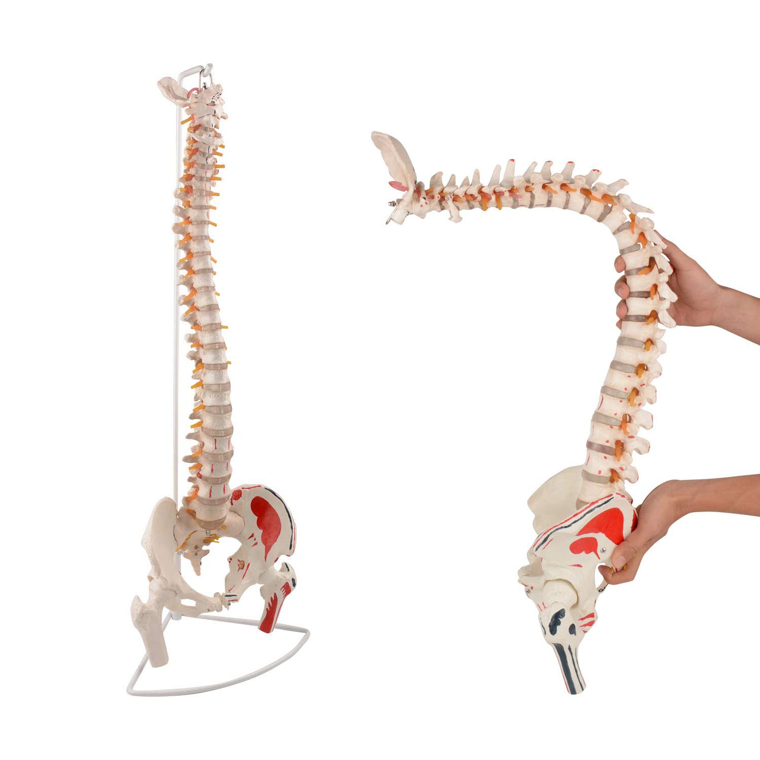 Uigjiog Flexible Human Spine Model 85cm Human Spine Model Bendable ...