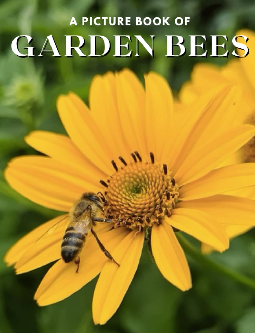 Picture books for adults with dementia, 40 Stimulating Large Photos of ...