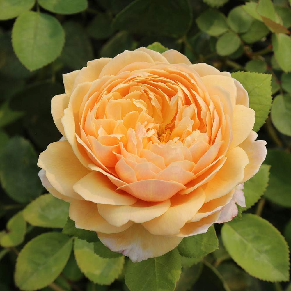 Amazon.com : Heirloom Roses David Austin Rose Plant - Lady of Shalott ...