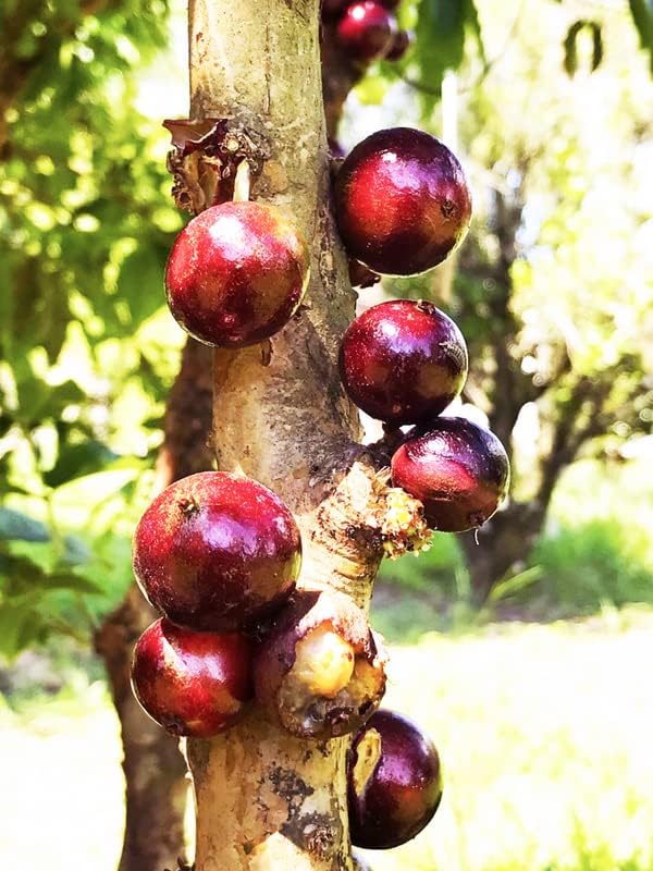 Amazon.com : Red Jaboticaba Tree for Bonsai or Growing Outdoor, 2.5 Ft ...
