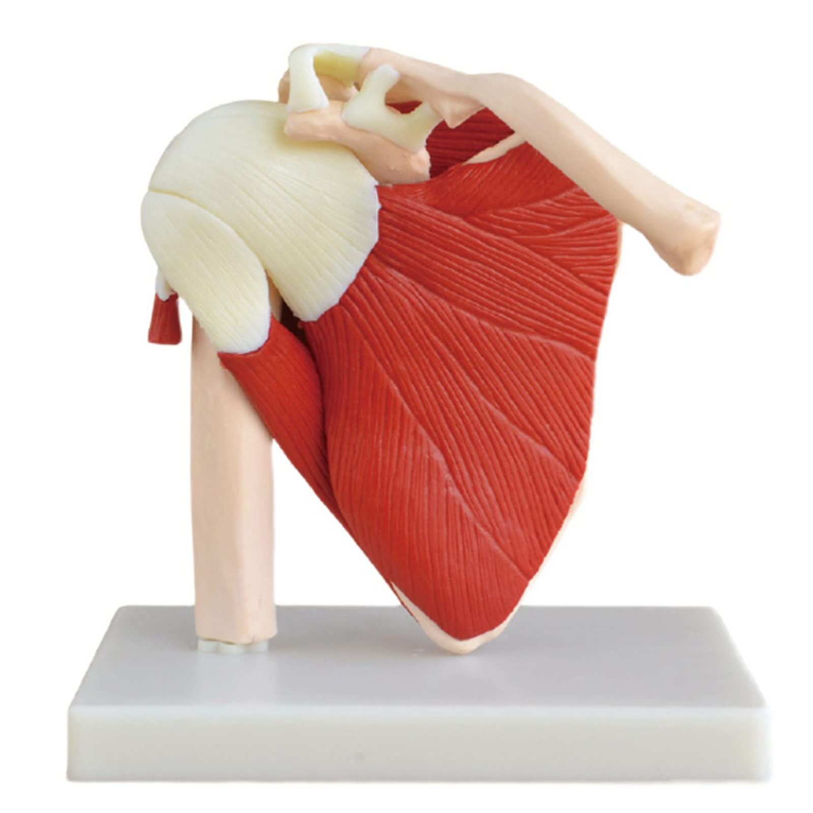 Shoulder Joint Model Medical Life Size Human Shoulder Joint With ...