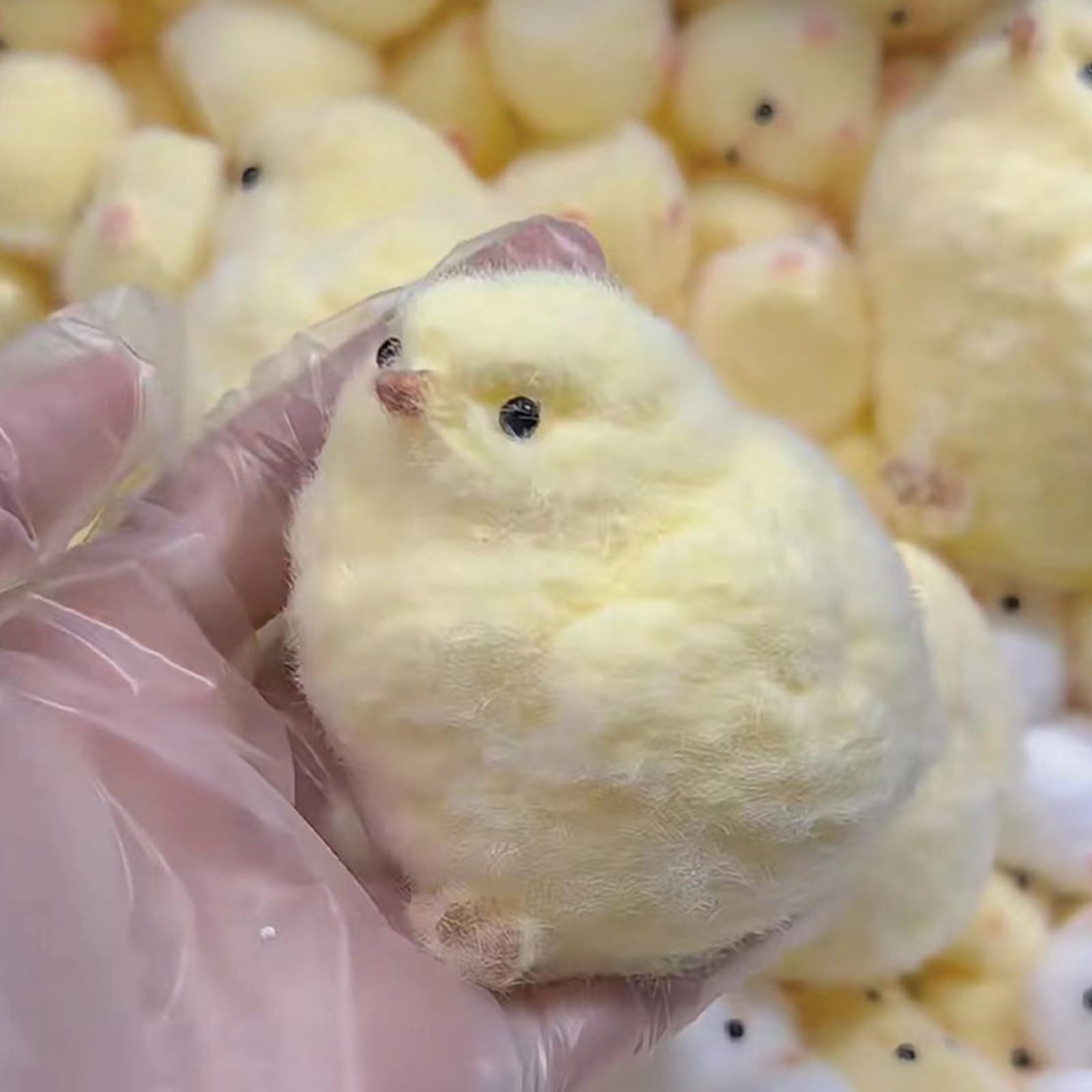 Amazon.com: Mystoneer Handmade Chick Taba Squishy Toys, Cat Paw Squishy ...