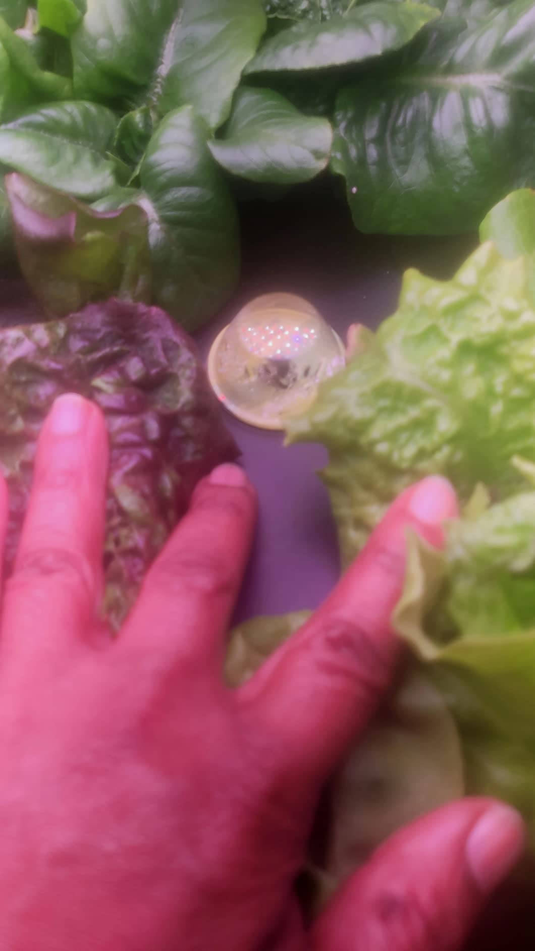 $3/mo - Finance Aerogarden Salad Greens Seed Pod Kit with Red and Green ...