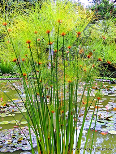 Papyrus Flower Egypt
