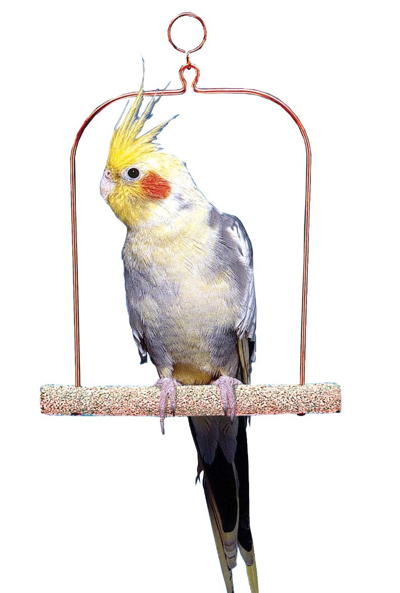 Amazon.com : PENN-PLAX Bird-Life Trimmer Plus Cement Bird Swing ...