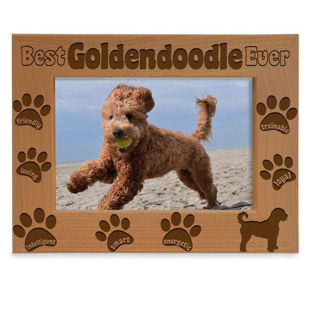 How Smart Is A Goldendoodle