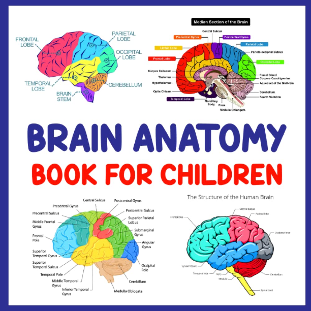 Buy Brain Anatomy Book For Children: A Beautiful Collection of Human ...