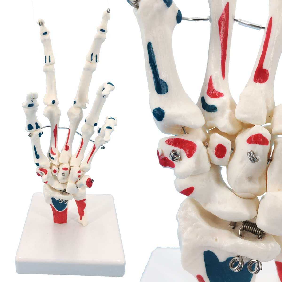 Buy Veipho Hand Skeleton Model with Wrist, Ulna and Radius, Life Size ...