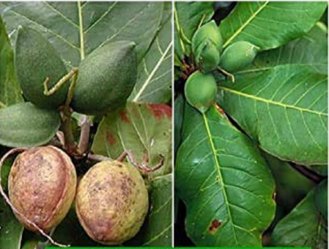 Platone Almond Plant Gardens Tropical Almond Tree Plant (Terminalia ...