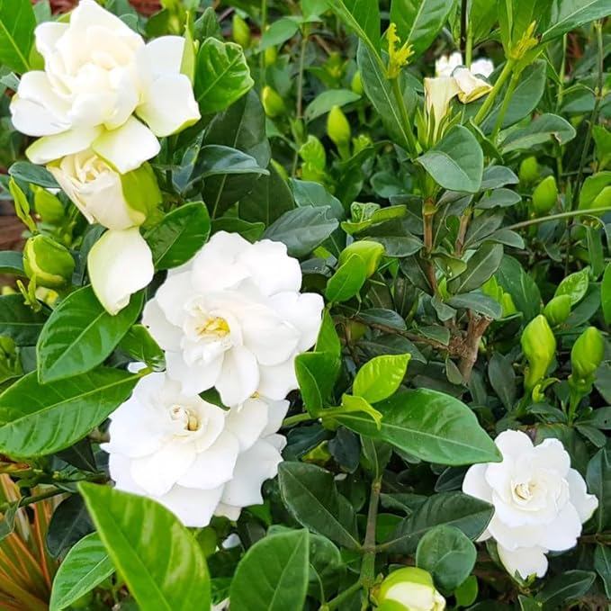 Amazon.com : 2 Plants, Cape Jasmine Plants Indoor Live, Gardenia Plant ...