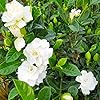 Amazon.com : Cape Jasmine Plants Indoor Live, 4 to 6 Inc Tall, 2 Live ...