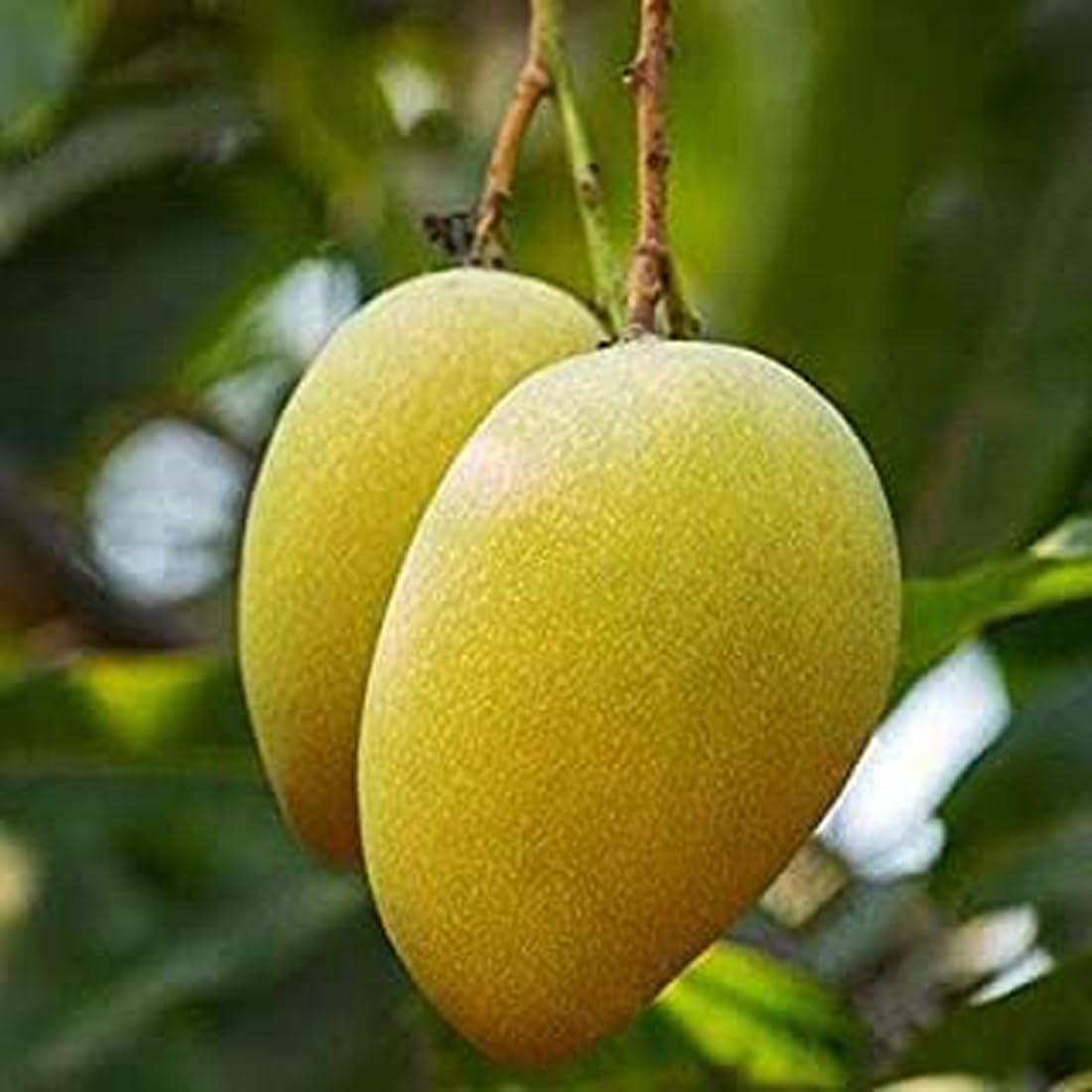 Green View® Thai Katimohan Mango Live Plant | Katimon Mango Tree | Thai ...