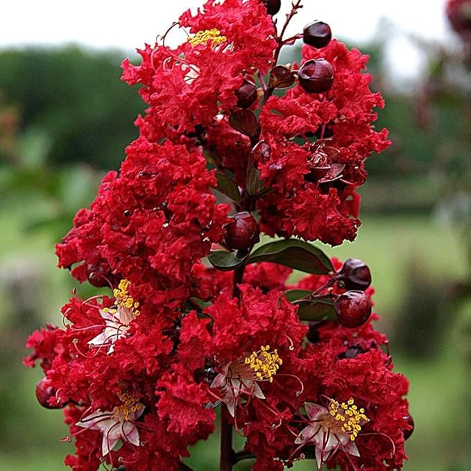 AnmolGarden Furush Red Black Colour Live Plant "Lagerstroemia indica ...