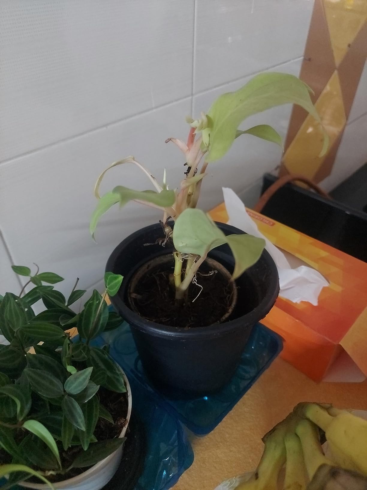 FOX & FERN RARE Live Philodendron Ceylon Gold Indoor Housing Plant ...