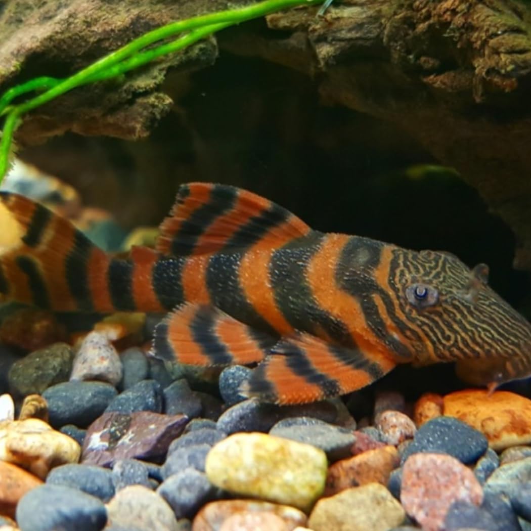 Amazon.com : L397 Alenquer Tiger Pleco - Live Fish for Aquarium ...