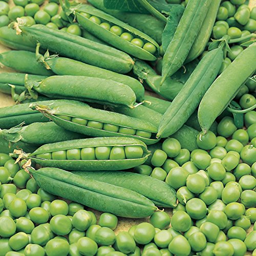 Creative Farmer Vegetable Seeds Pisum Sativum Seeds - Peas Seeds Seeds ...