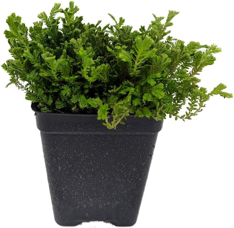 Amazon.com : Frosty Fern Spike Moss Selaginella 2.5" Pot : Patio, Lawn ...