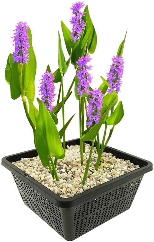 vdvelde.com - Rosa Hechtkraut Pontederia cordata Rosea 4er Set ...