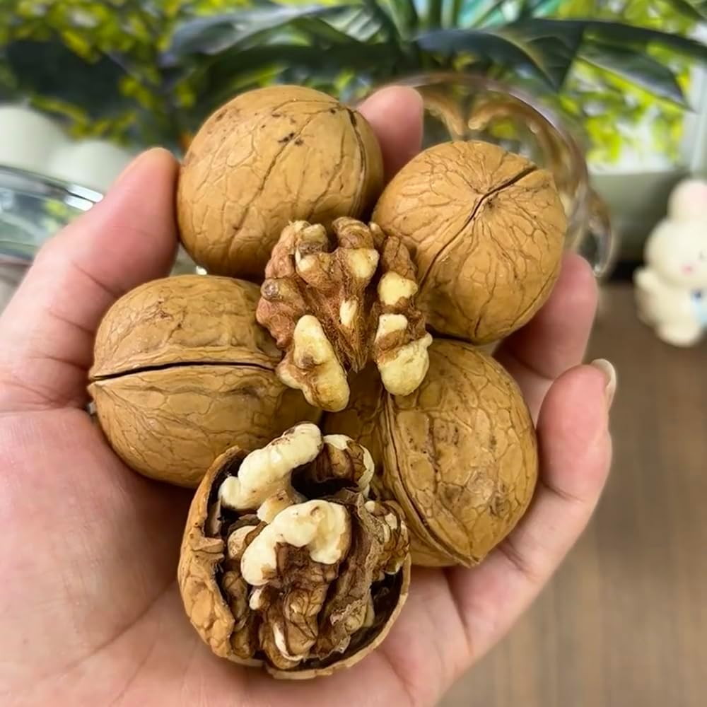 8 Pcs Walnut Seeds for Planting, Nuts Seeds Garden Plants Hardy ...