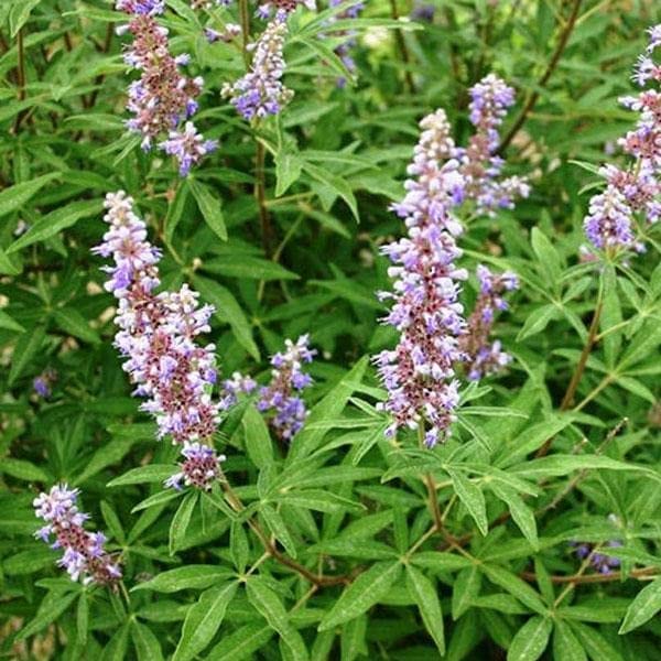 Mphmi Vitex Negundo Nirgundi Plant