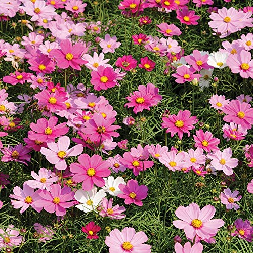 M-Tech Gardens Rare Hybrid Cosmos " Dwarf-Sensation " Exotic 30 Seeds ...