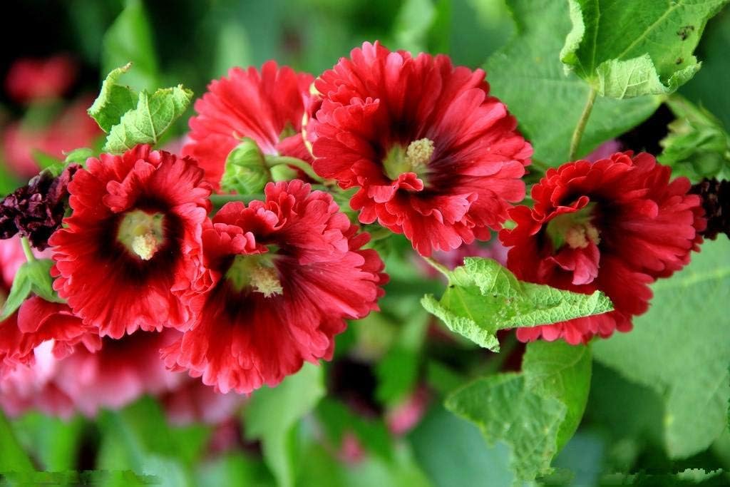 Mixed Colors Hollyhock Seeds – Long Blooming Period in All Zones – BigaMart