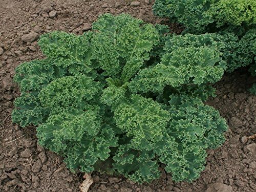 PREMIER SEEDS DIRECT - Kale - Borecole - Dwarf Blue Scotch Curled - 800 ...