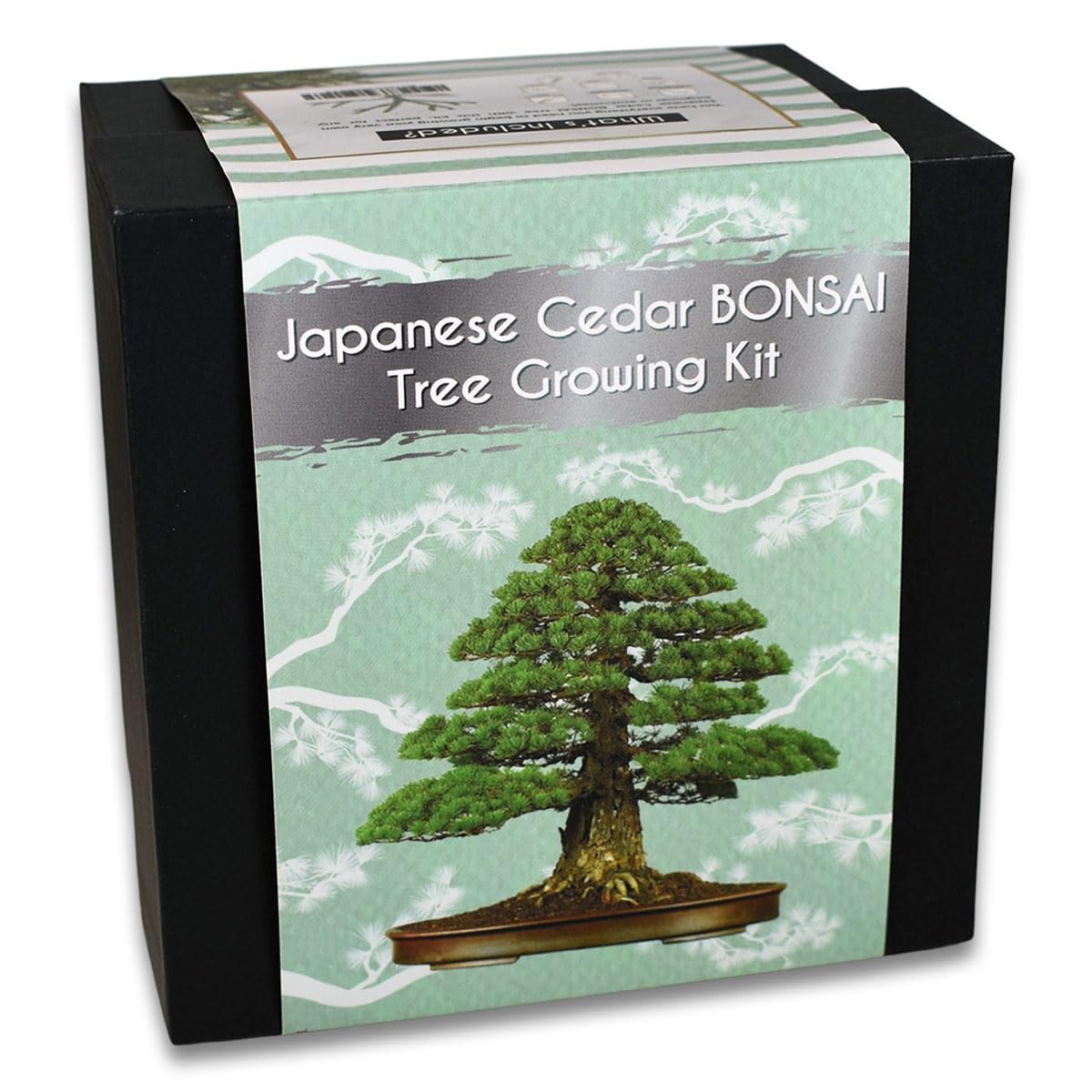 Japanese Cedar Bonsai Tree Growing Kit : Amazon.co.uk: Garden
