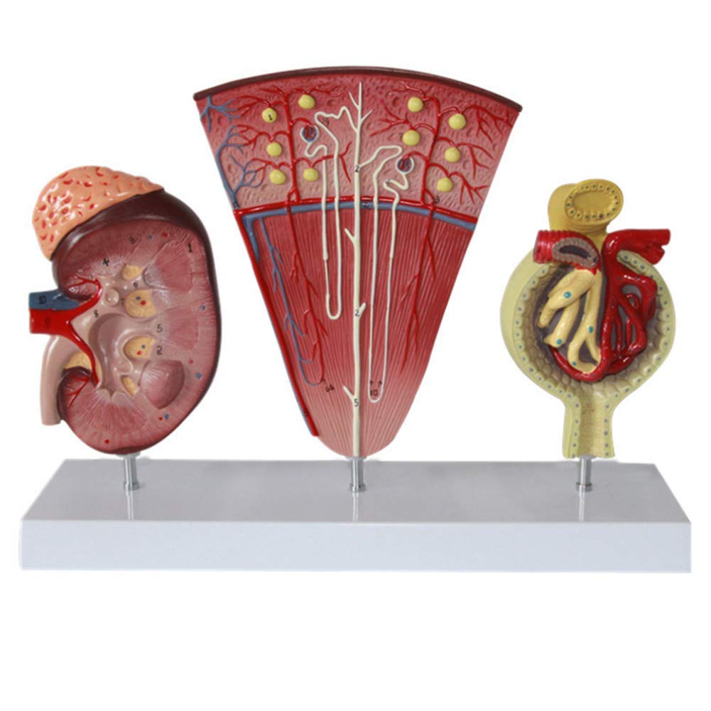 Modelo De Bexiga Urinaria Rotulado Abdômen Pelve : Anatomia Normal