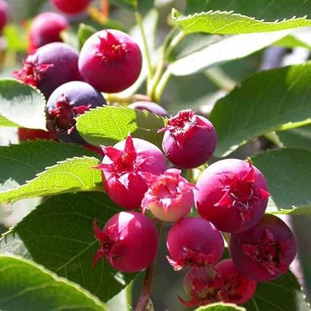 Amazon.com : Live Native Fruit Bearing Berry Tree, 2 Year Serviceberry ...