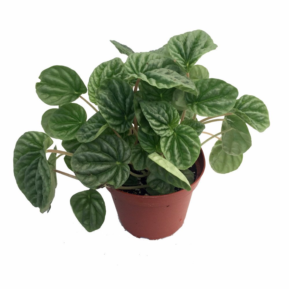 Emerald Ripple Peperomia