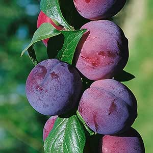 Amazon.com : Set 2 Sweet Plum Trees for Planting, 12" to 24" in Height ...
