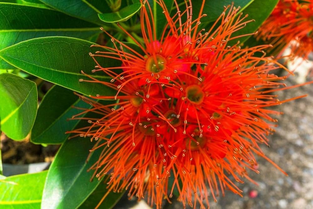 ALL TIME First love flower plant Pack of 1 : Amazon.in: Garden & Outdoors