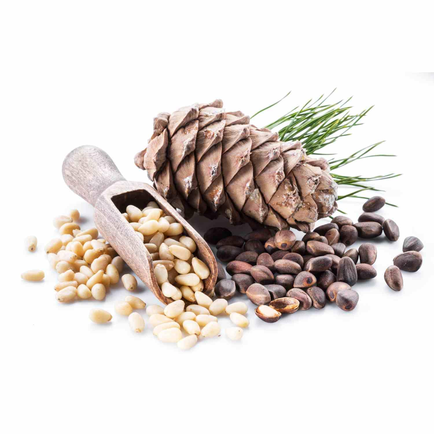 Pine Cone Seeds