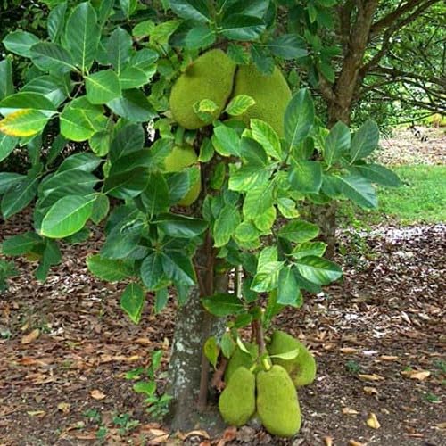 Punarva Jackfruit PlantDayo Plantjackfruit plant 2081 : Amazon.in ...