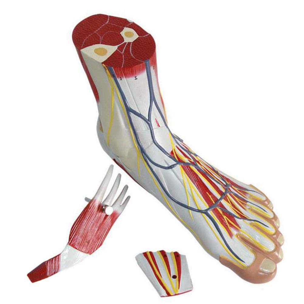 Buy JIN Medical Anatomical Human Foot Model Main Vascular Nerve with ...