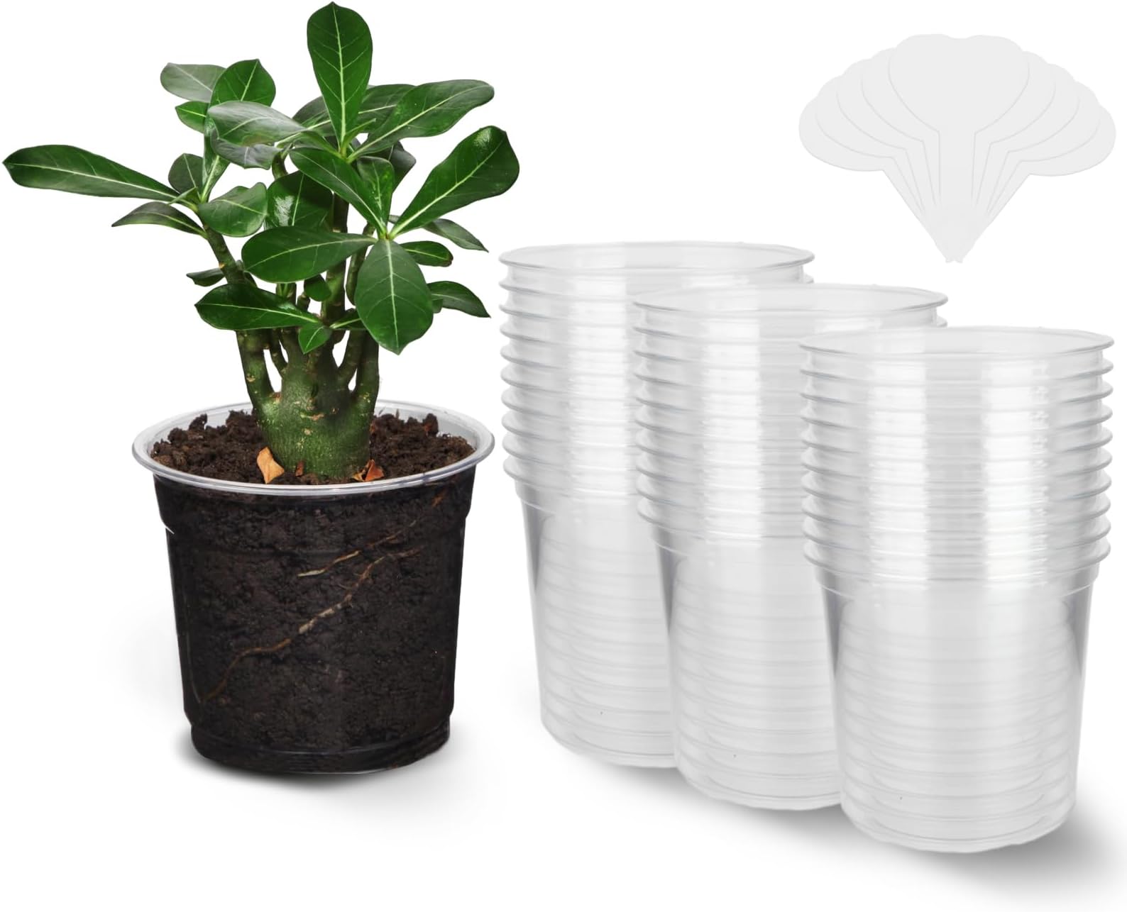 Amazon.com: homenote Clear Nursery Pots, 60 Packs 3 Inches Seedling ...