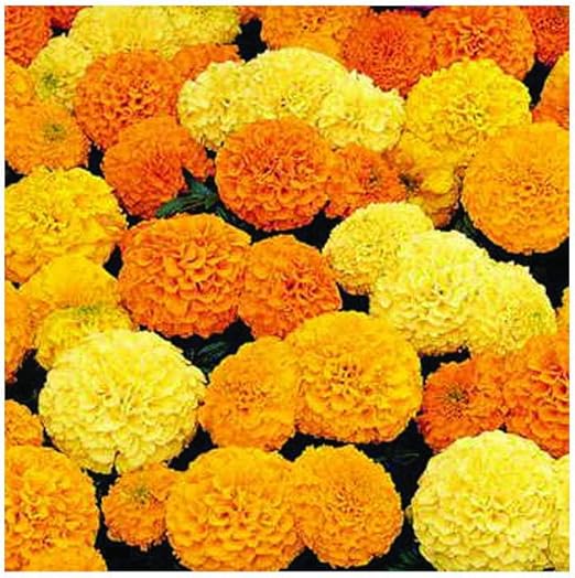 Amazon.com : Park Seed Inca II Hybrid Mix Marigold Flower Seeds – 3–4 ...