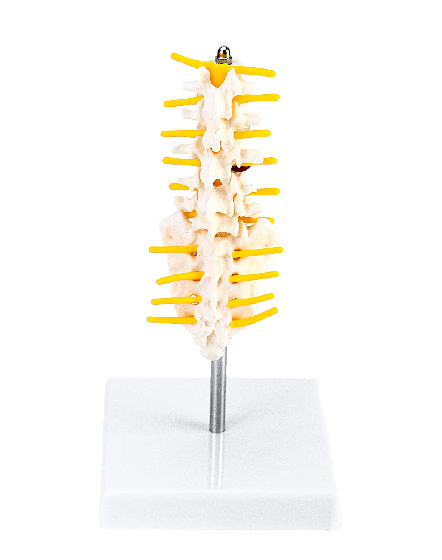 Buy QWORK Human Spine Model, Life Size Lumbar Vertebrae Spine Set ...