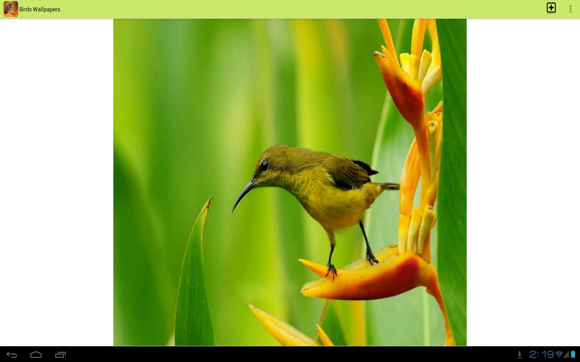 Birds Wallpapers - App on Amazon Appstore