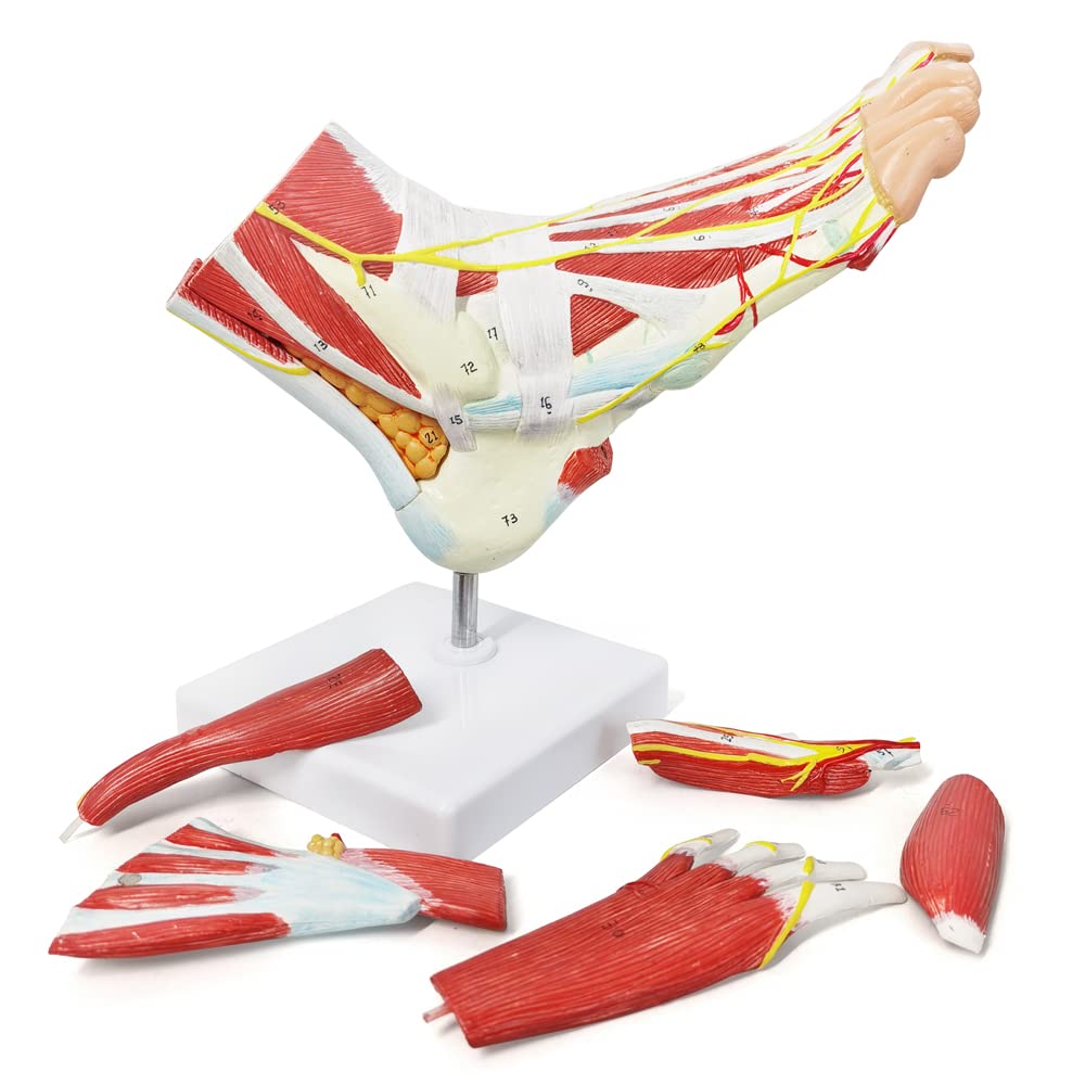Buy Evotech Numbered Foot Anatomical Skeleton Model W/s Muscles ...