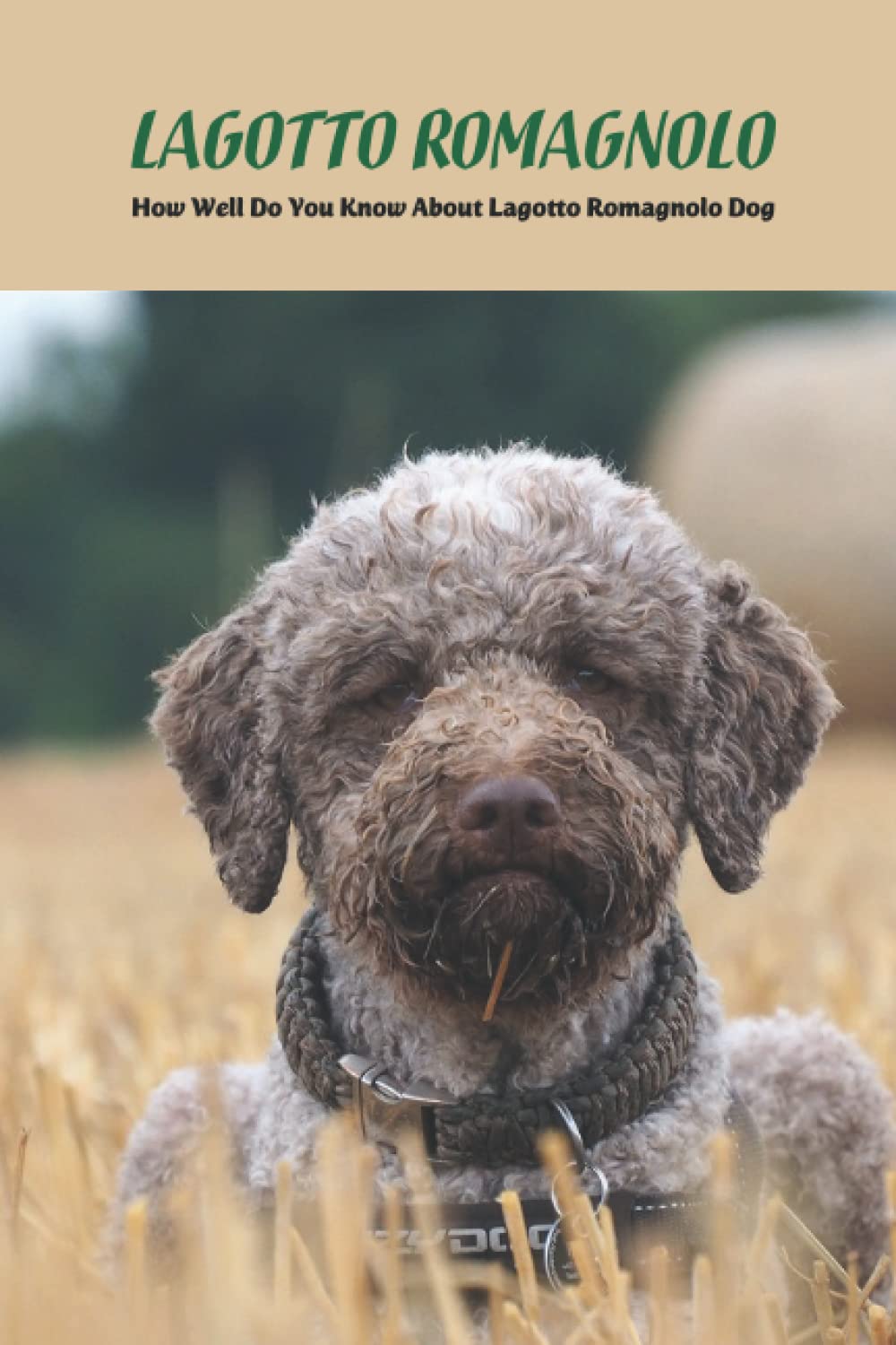 Lagotto Romagnolo How Well Do You Know About Lagotto Romagnolo ...